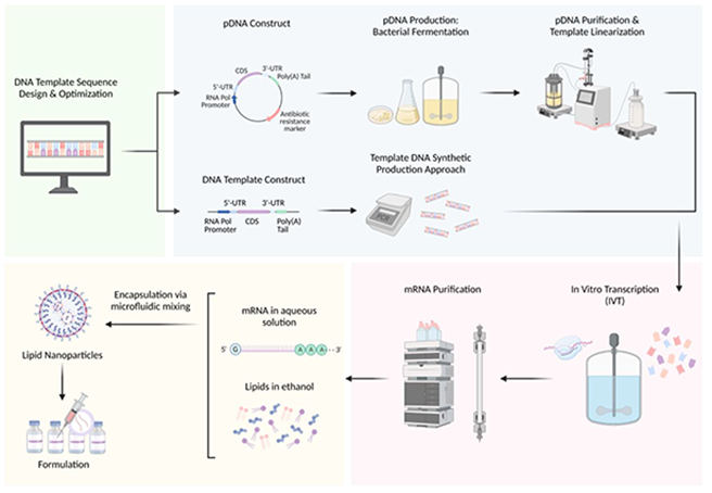 How mRNA vaccines are made and why they are very safe | Global Vaccine Data Network